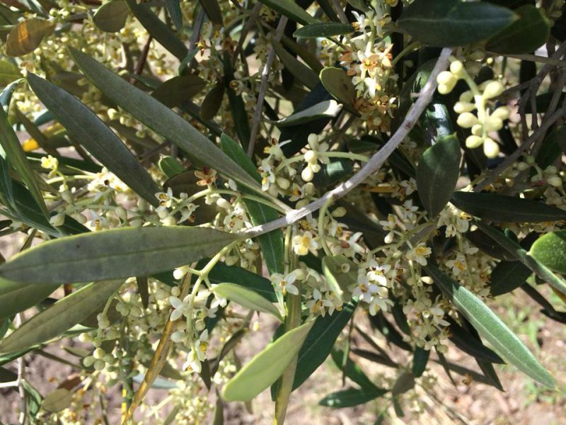 About the Olive Grove – Nicholson Vineyards